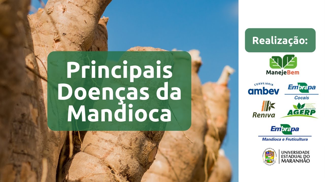 Principais Doenças da Mandioca - YouTube