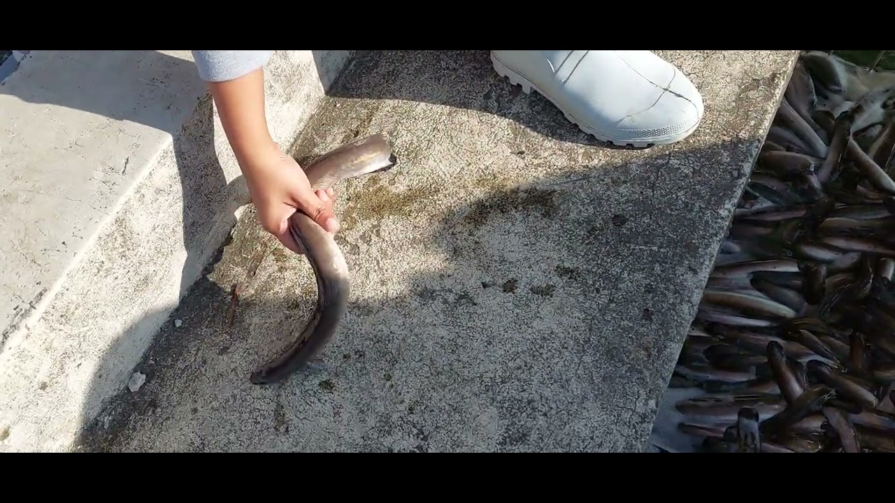 EEL FARM CULTURE PHILIPPINE EEL INDUSTRY(2) - YouTube