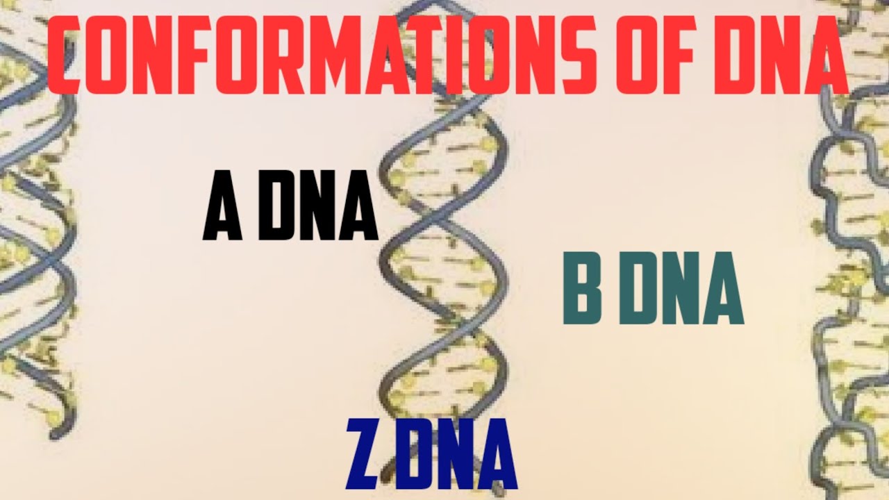 CONFORMATIONS OF DNA, A,B,Z DNA - YouTube