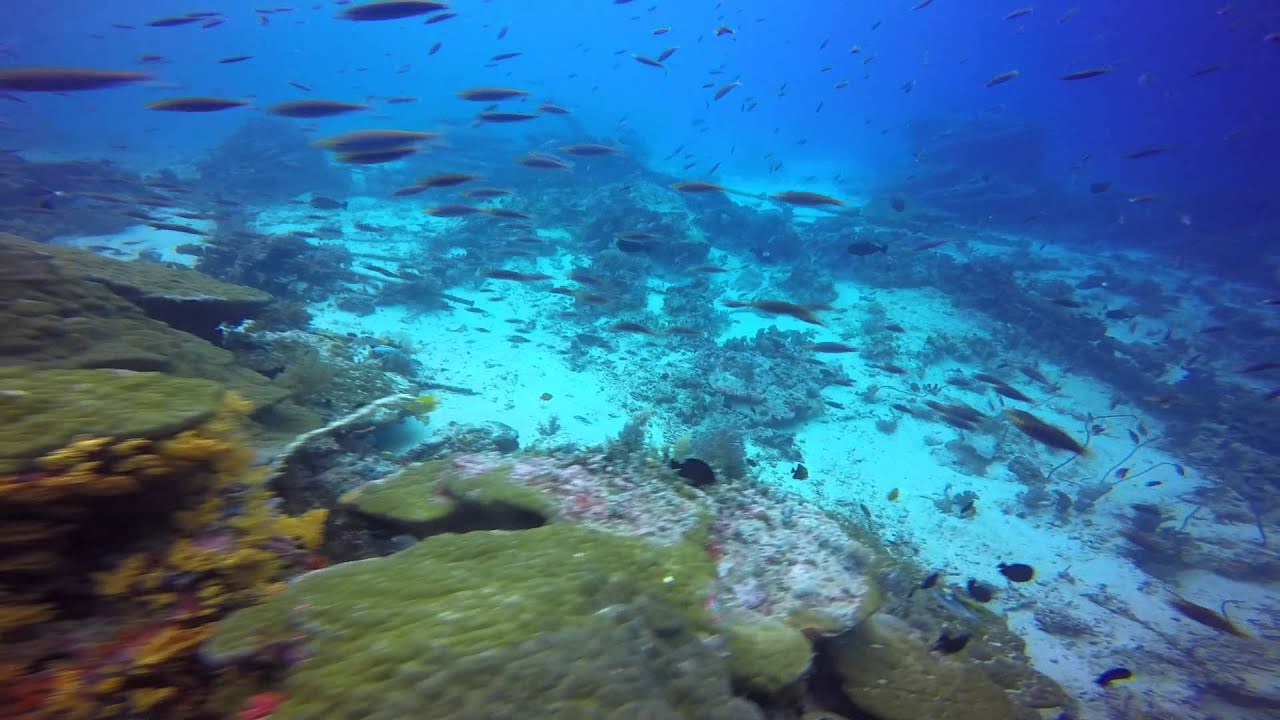Talima, Olango Diving, Cebu, Philippines - The INTL. Poseidon Dive Inc ...