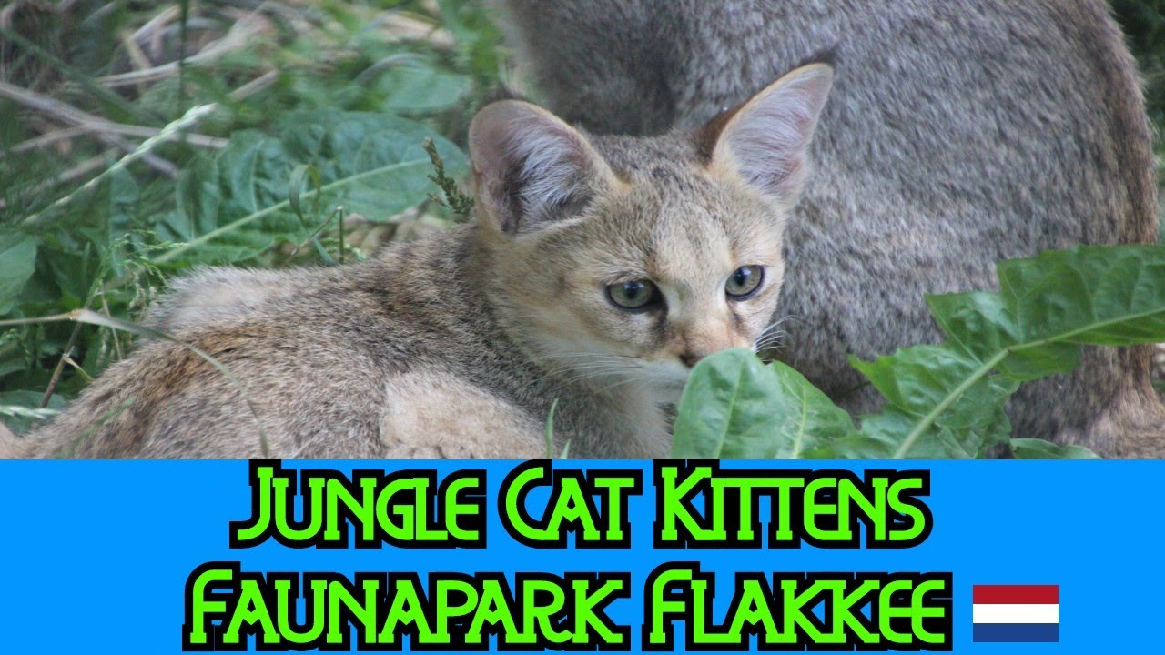 Moeraskat Kittens / Jungle Cat Kittens : Faunapark Flakkee 2021 - YouTube