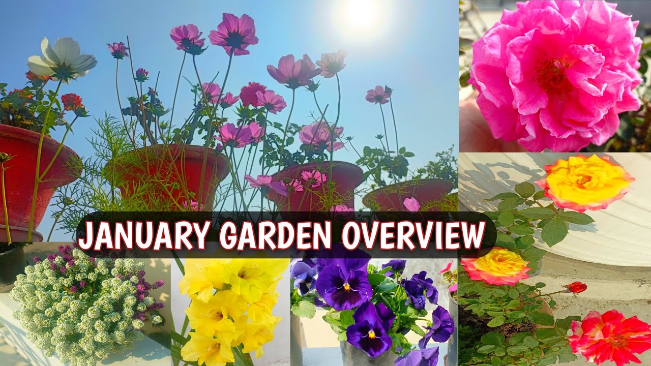 JANUARY GARDEN OVERVIEW | WINTER GARDEN OVERVIEW 😍🌸 - YouTube