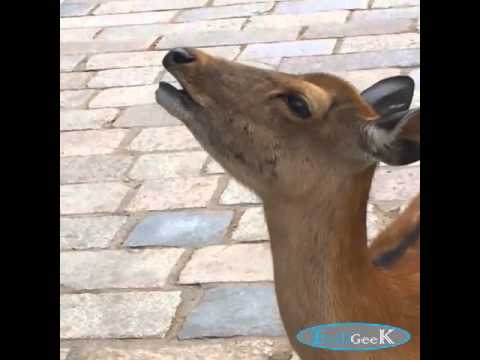 When annoying people won't shut up - screaming deer vine - YouTube