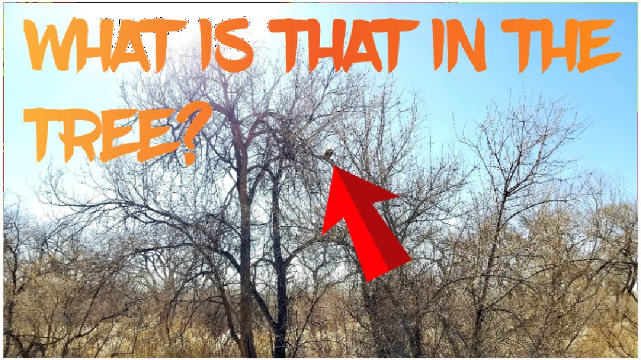 A Walk on the Bosque Trail Along the Rio Grande River in Albuquerque ...