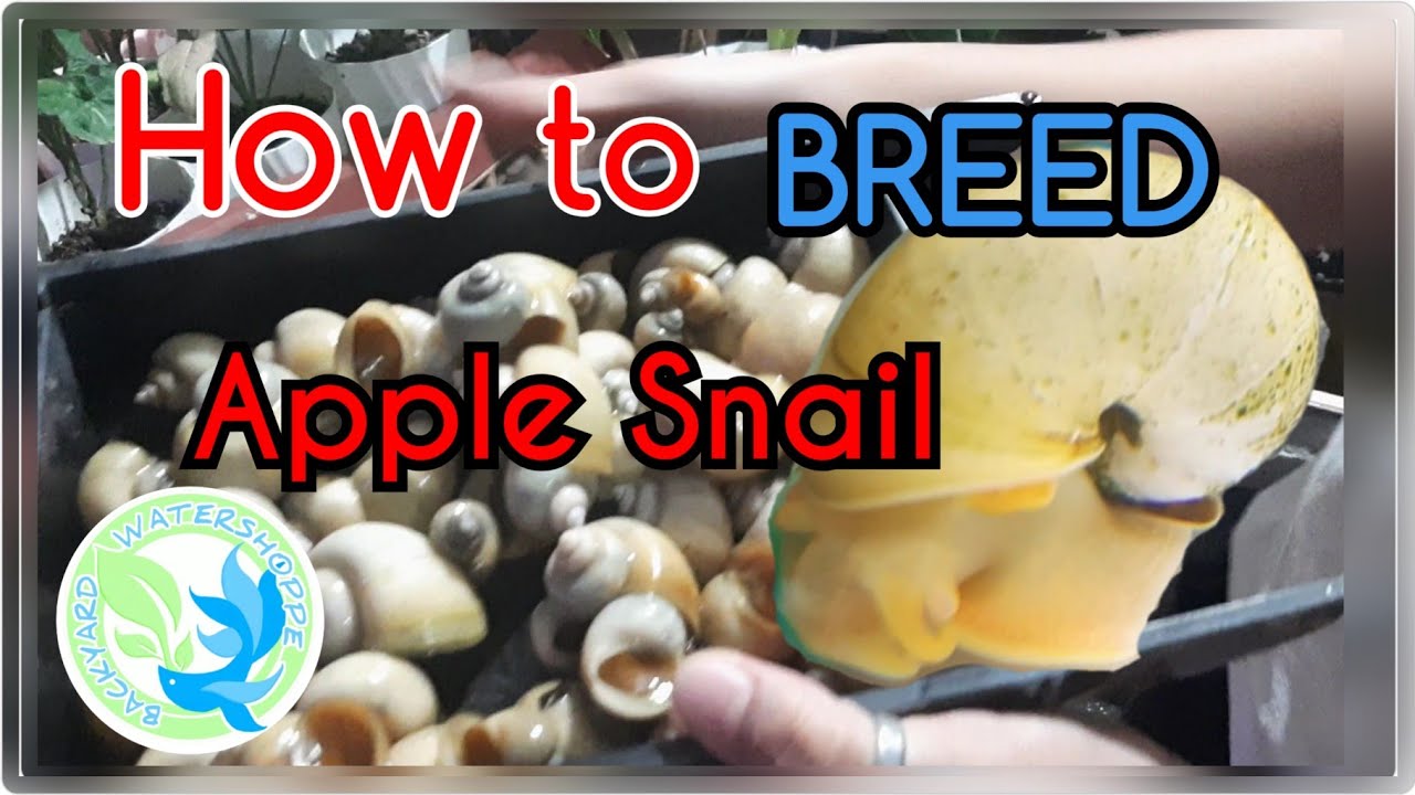 Breeding Apple Snail - YouTube
