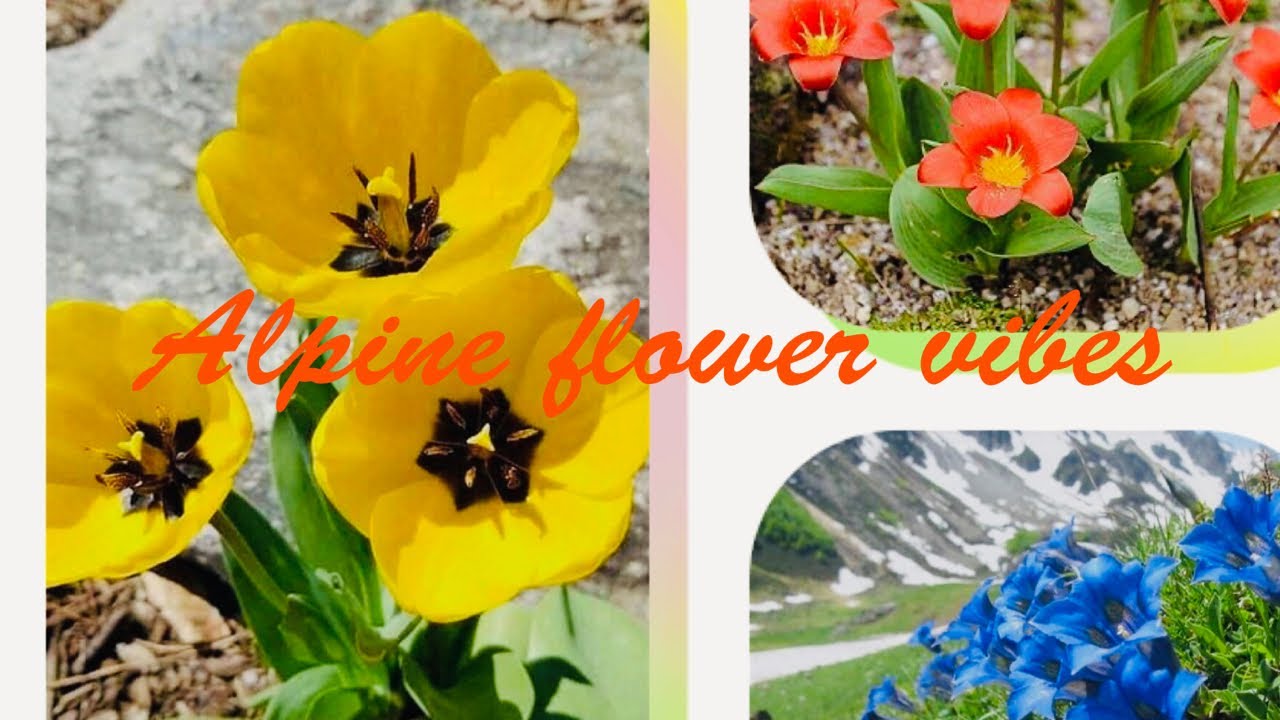 Alpine plant that is found in the Himalayas in india# ...