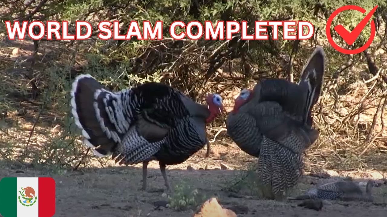 FLORIDA MAN COMPLETES WORLD SLAM on GOULDS TURKEY HUNT| Hunter Lowe ...