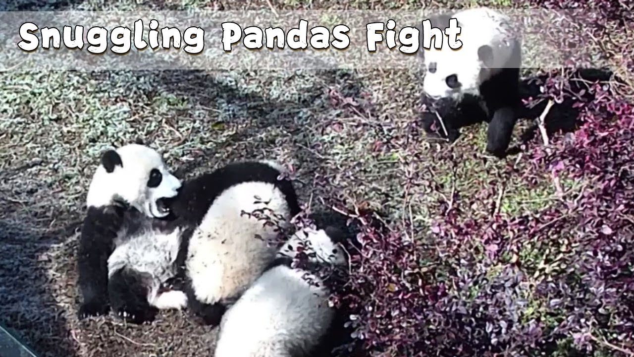 Pandas Snuggle And Fight On The Ground | iPanda - YouTube
