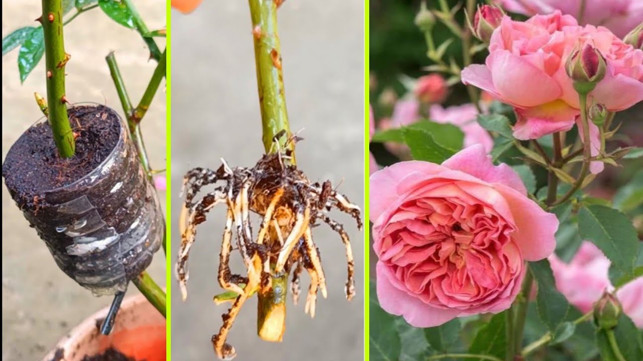Rose Propagation By Air Layering || Rose Plant From Air Layering ...