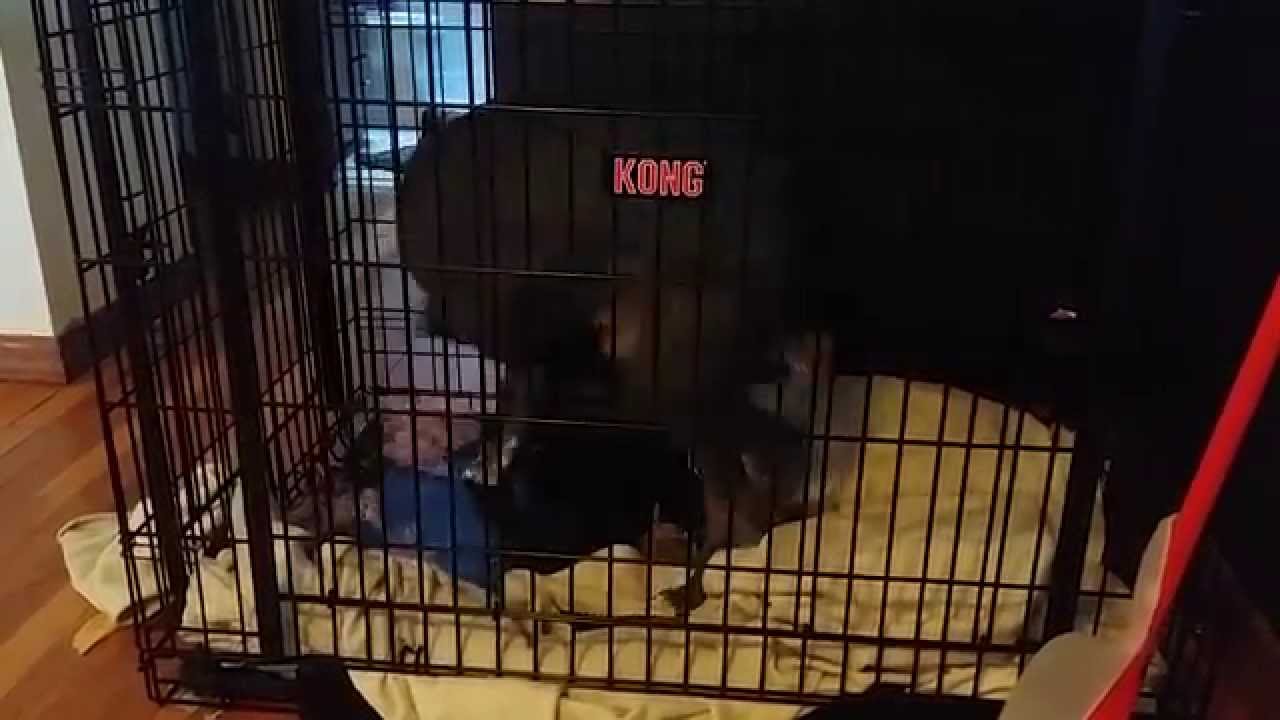 Pitbull Chasing His Balls. Not His Tail. His Testicles - YouTube