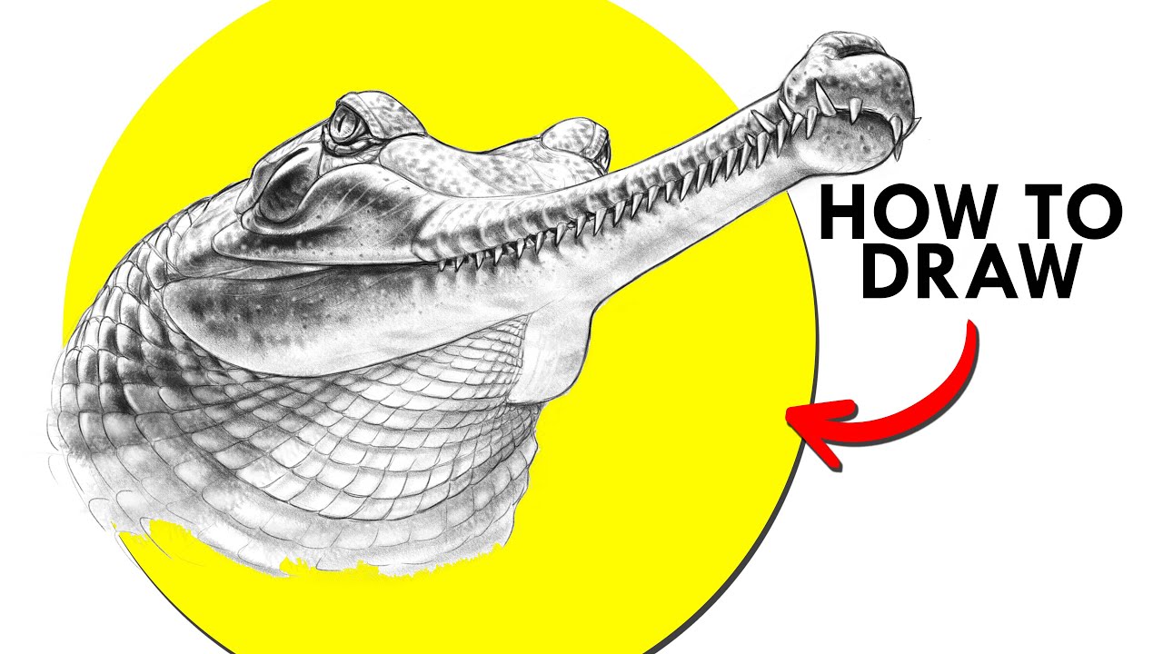 How To Draw A Gharial - YouTube
