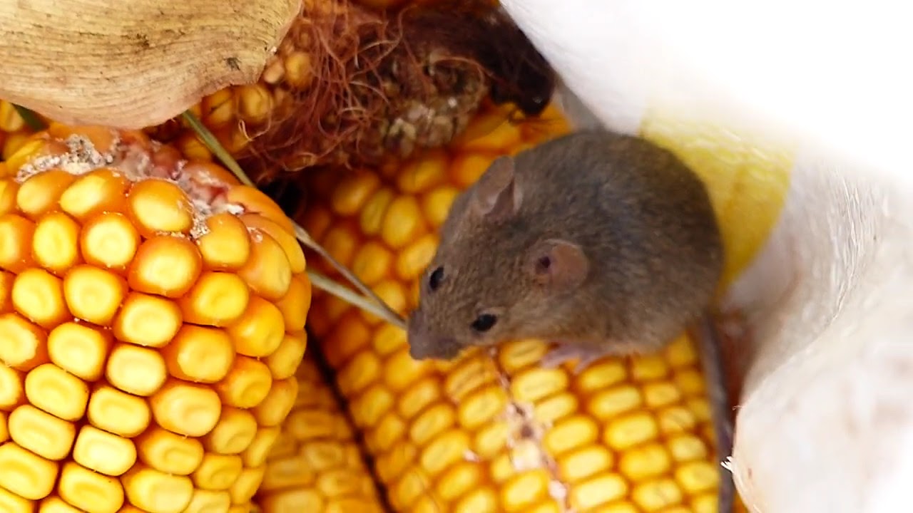 Házi egér a kukoricás zsákban - YouTube