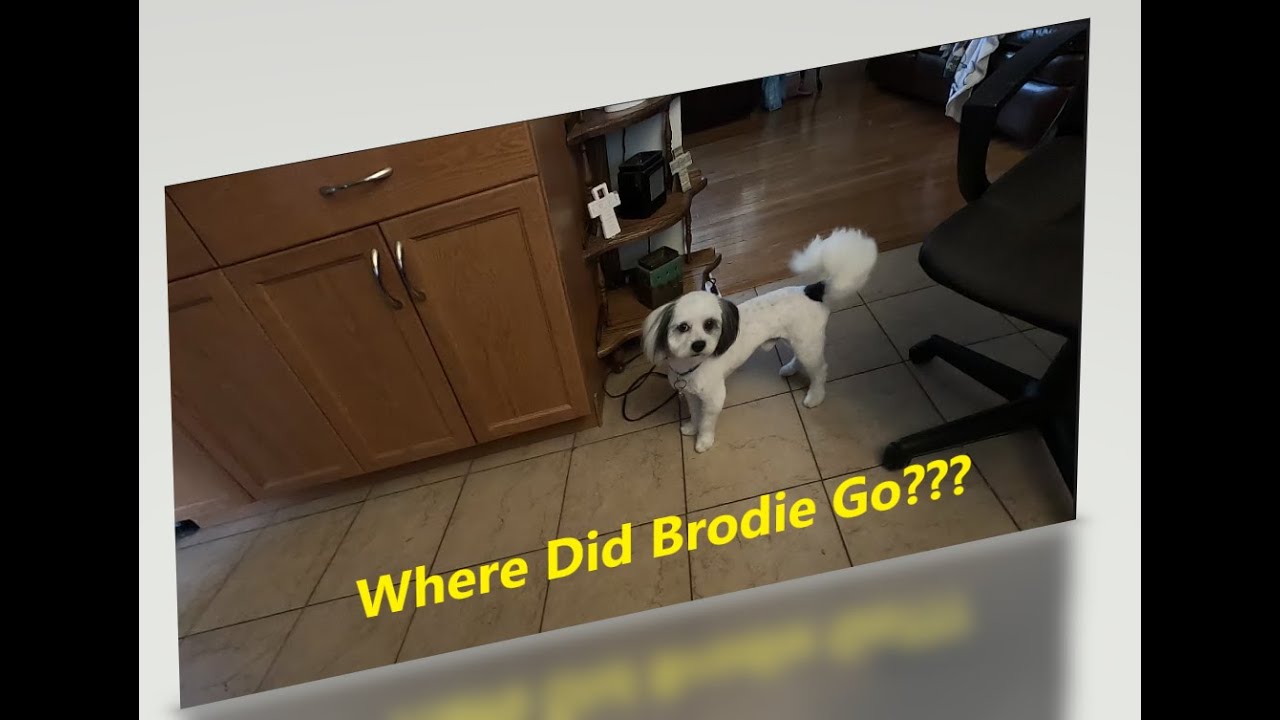 Brodie Gets A Haircut | Salvation Army, Dollar Tree & Value Village ...