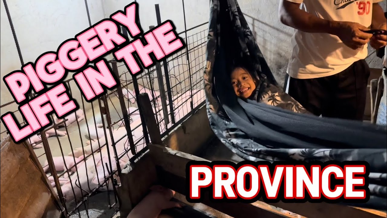 Glimpse into the life of a piggery farmer. First time checking on our ...