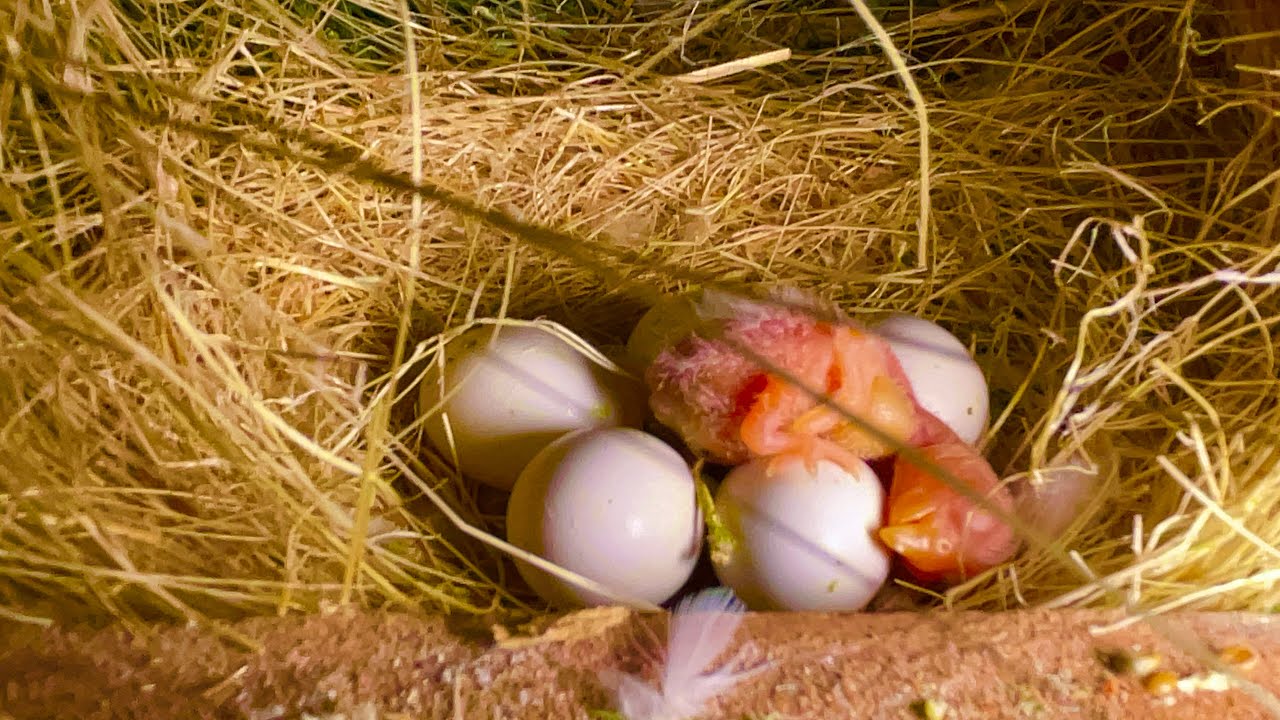 Lovebirds breeding progress || Love birds Eggs hatching 🐣 start ...