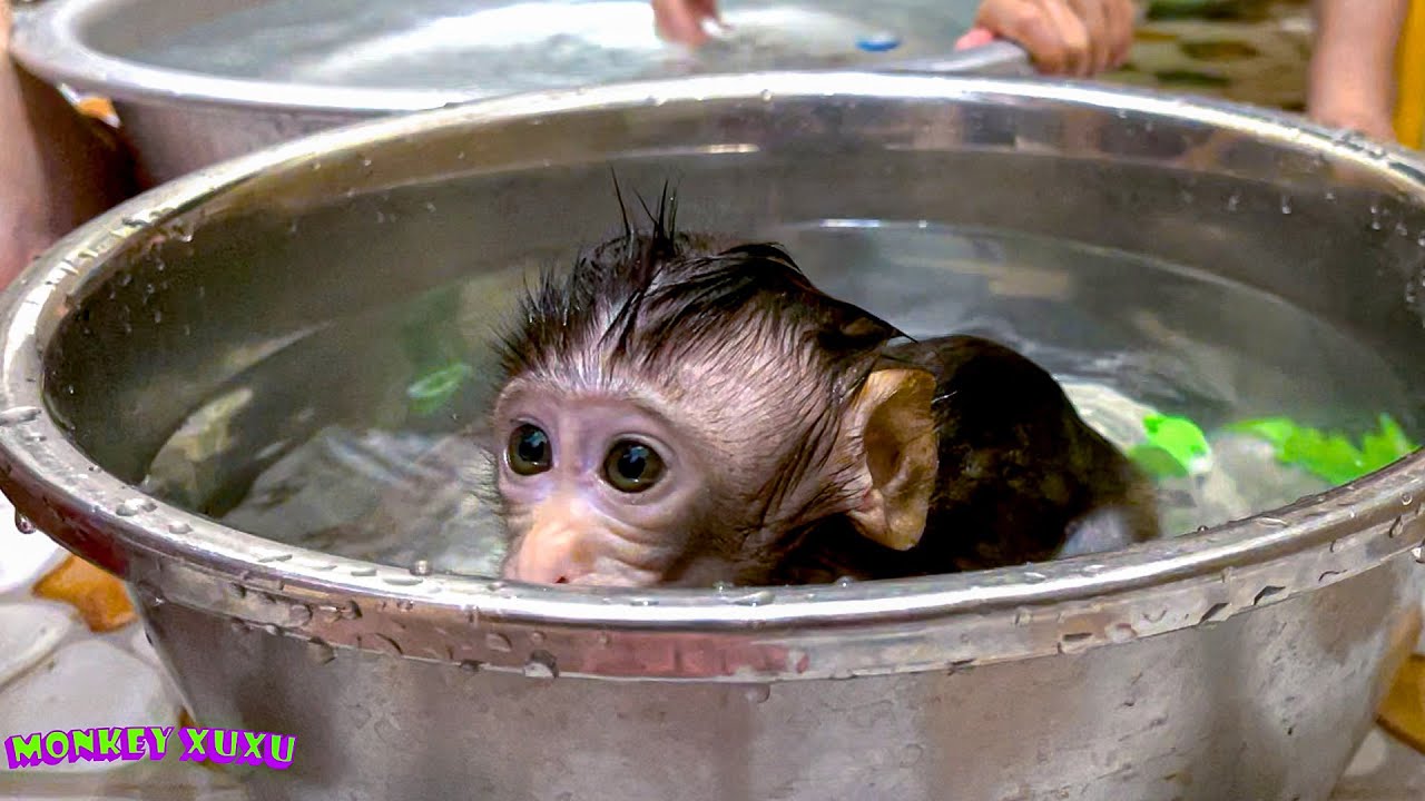 Baby Monkey SUSU and baby Hao bathing together look so happy - YouTube