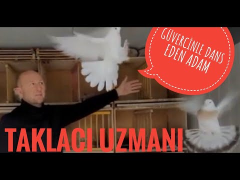 Kümesde GüvercinDansı,Taklacı Sohbeti, Güvercin Eşleme,Yemleme taktiği ve fazlası bu Videoda, 1Parça