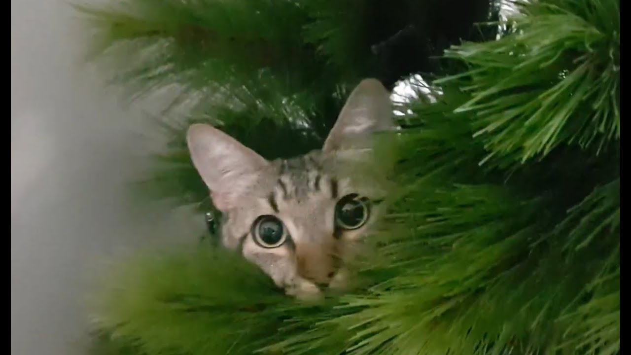 Christmas Slug - YouTube