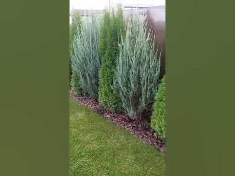 Живая изгородь из Туи и Можжевельника.#туя #можжевельник #уходзасадом # ...