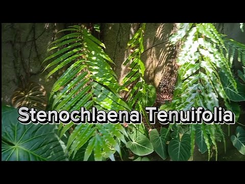 Stenochlaena Tenuifolia - Samambaia Trepadeira - YouTube