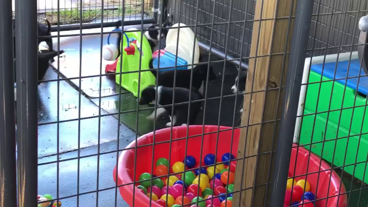 TBC Farm’s Imp. Coal & Imp. Jill’s 5 M & 6 F 7-16-19 - YouTube