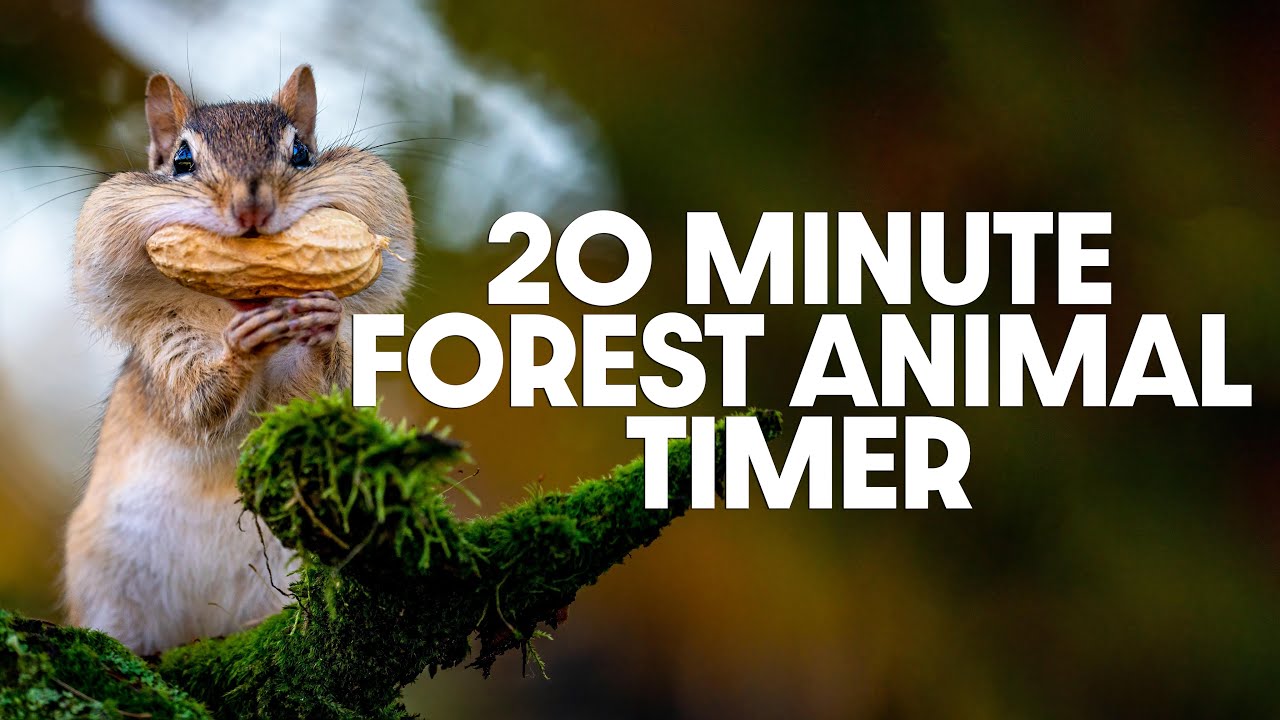 20 Minute Timer - Twenty Minute Forest Animal Timer - Peaceful Bird ...