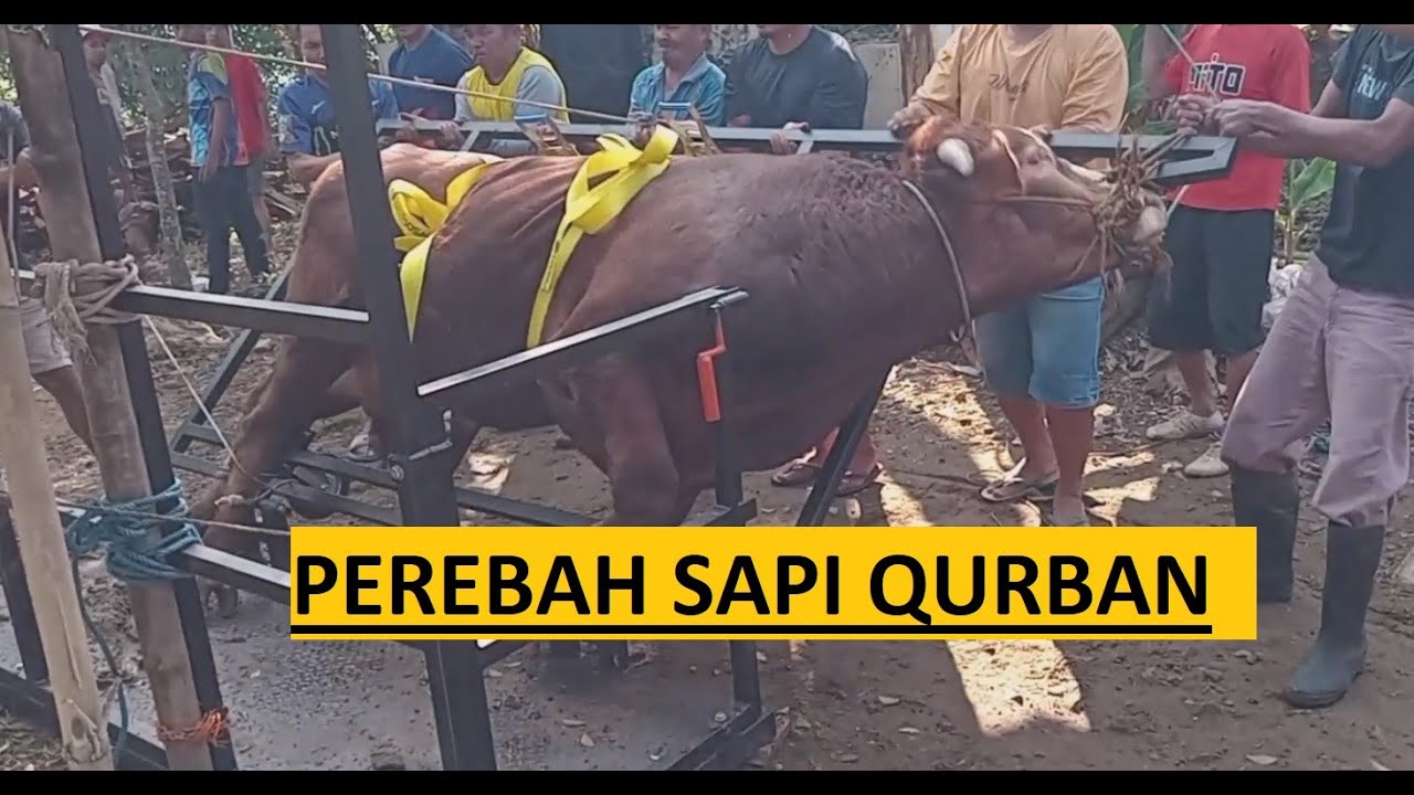 Review Alat Perebah / Peroboh Sapi Qurban 2024 - YouTube