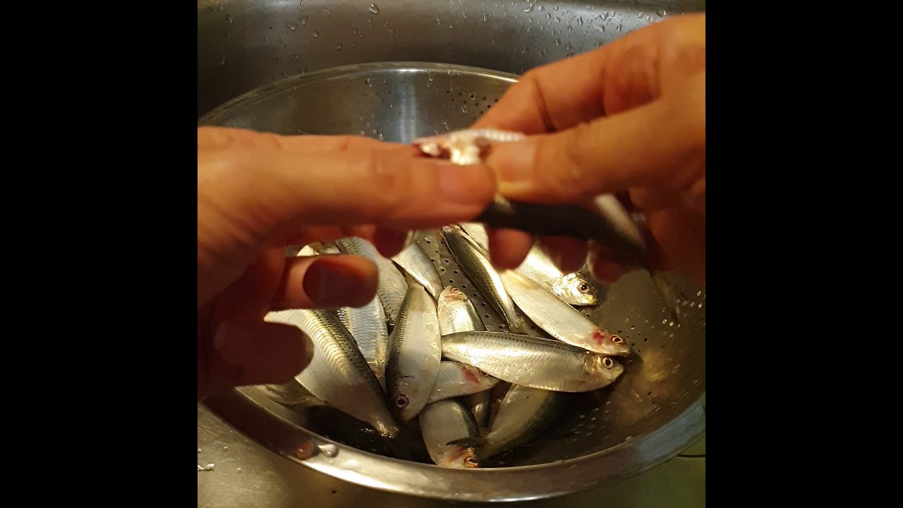 first time to clean fresh Tawilis fish - YouTube