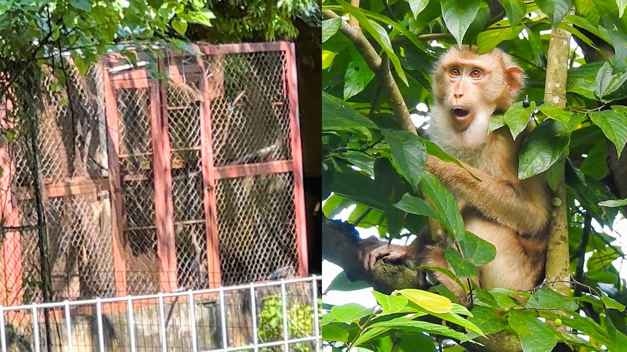 What happened when dad came to visit and Kaka the monkey was gone ...