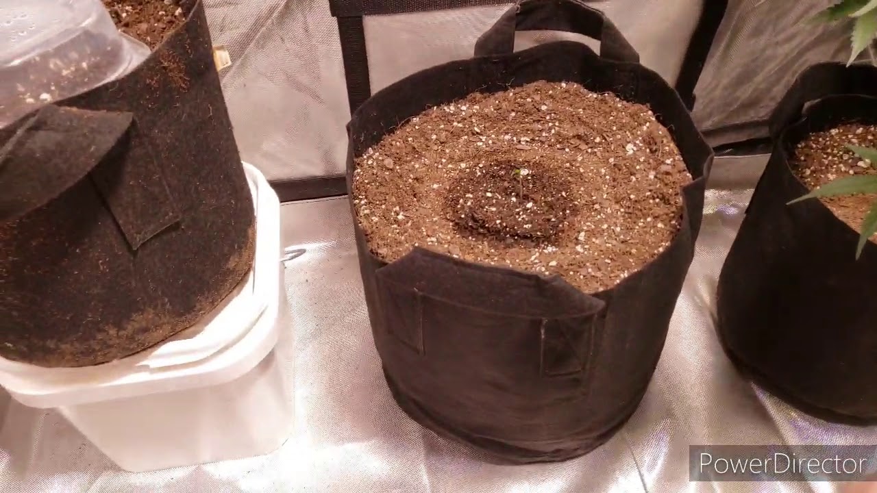 Day 4 seedsman lemon auto seed to harvest series,and a check up on the ...