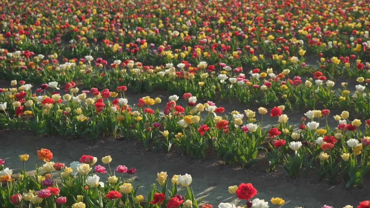 beautiful nechar flower 🌺 - YouTube