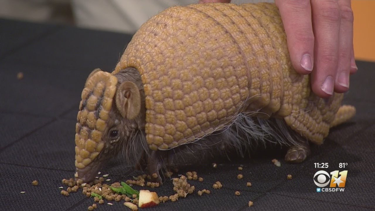 Baby Three Banded Armadillo