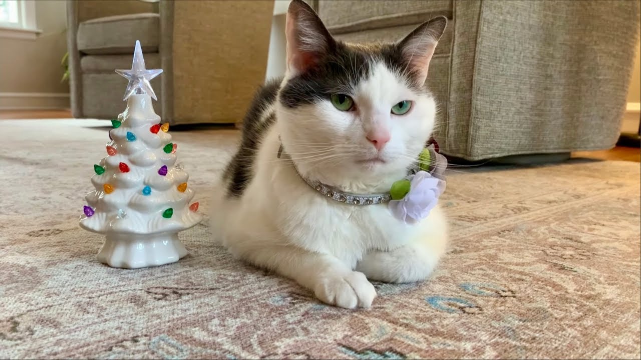 Sydney Cat Is Live 😻 - YouTube