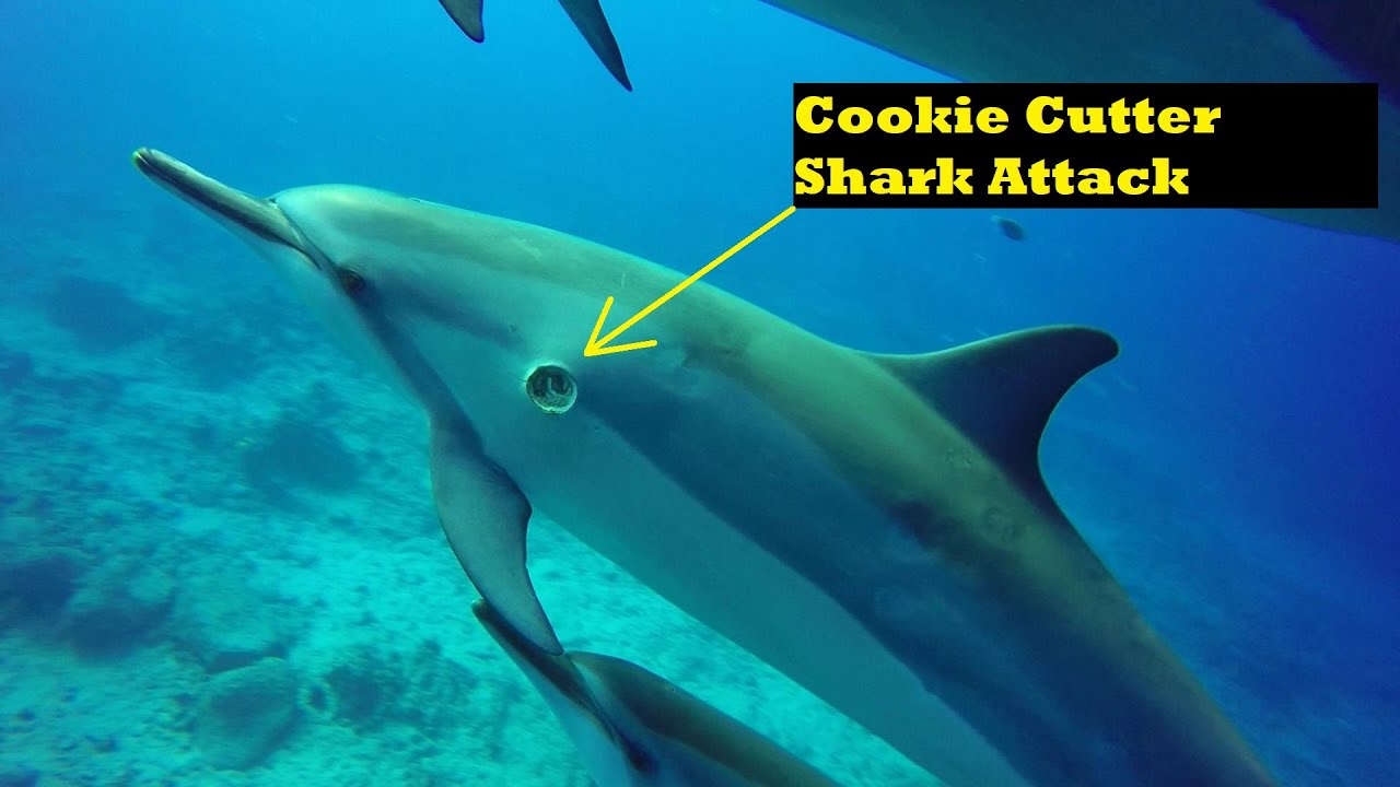 Dolphins attacked by Cookie Cutter Sharks, and Coconut Curry Soup. OA ...