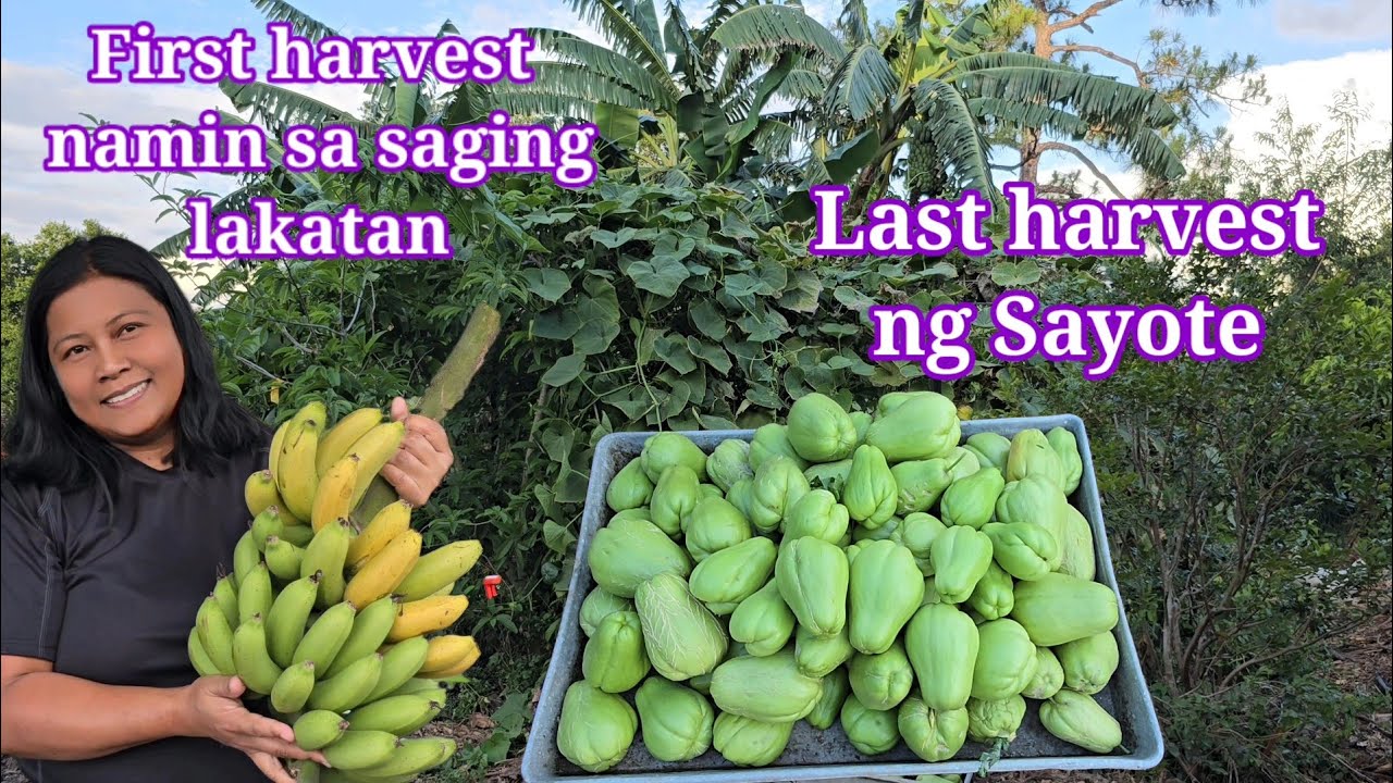 Harvest today: Saging lakatan at Sayote - YouTube
