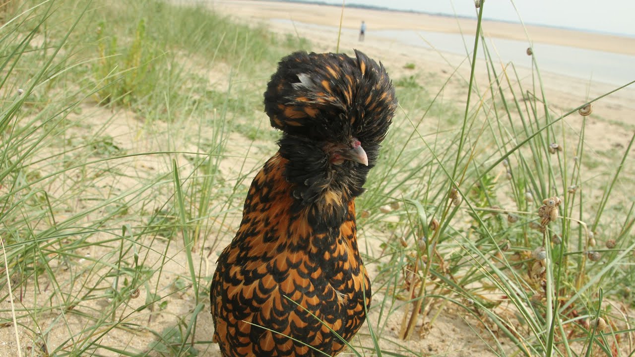 Green Jungle Fowl Roots of Domestic Poultry? ¿Gallina verde de java ...
