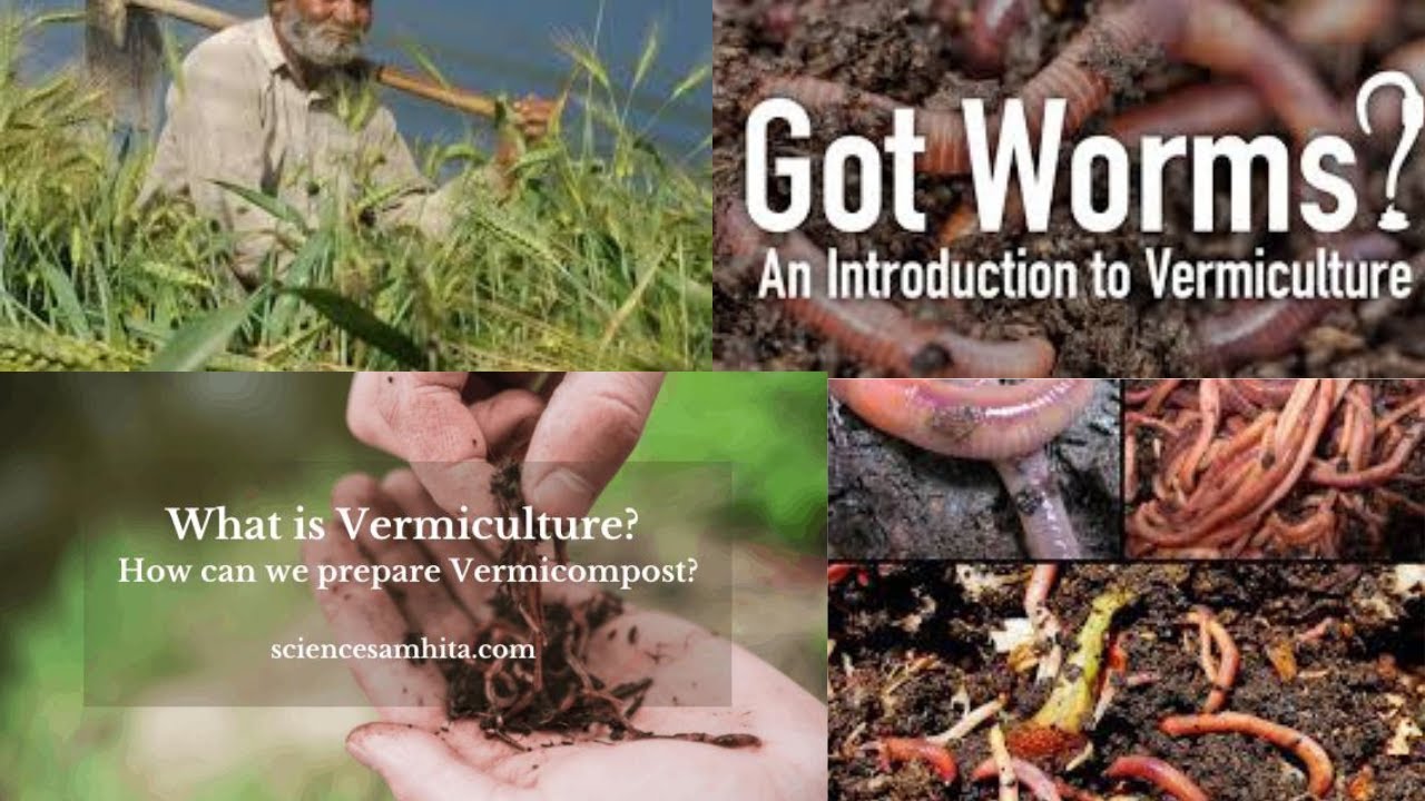 Best method of vermicomposting (part-2)...sieving.....labelling - YouTube
