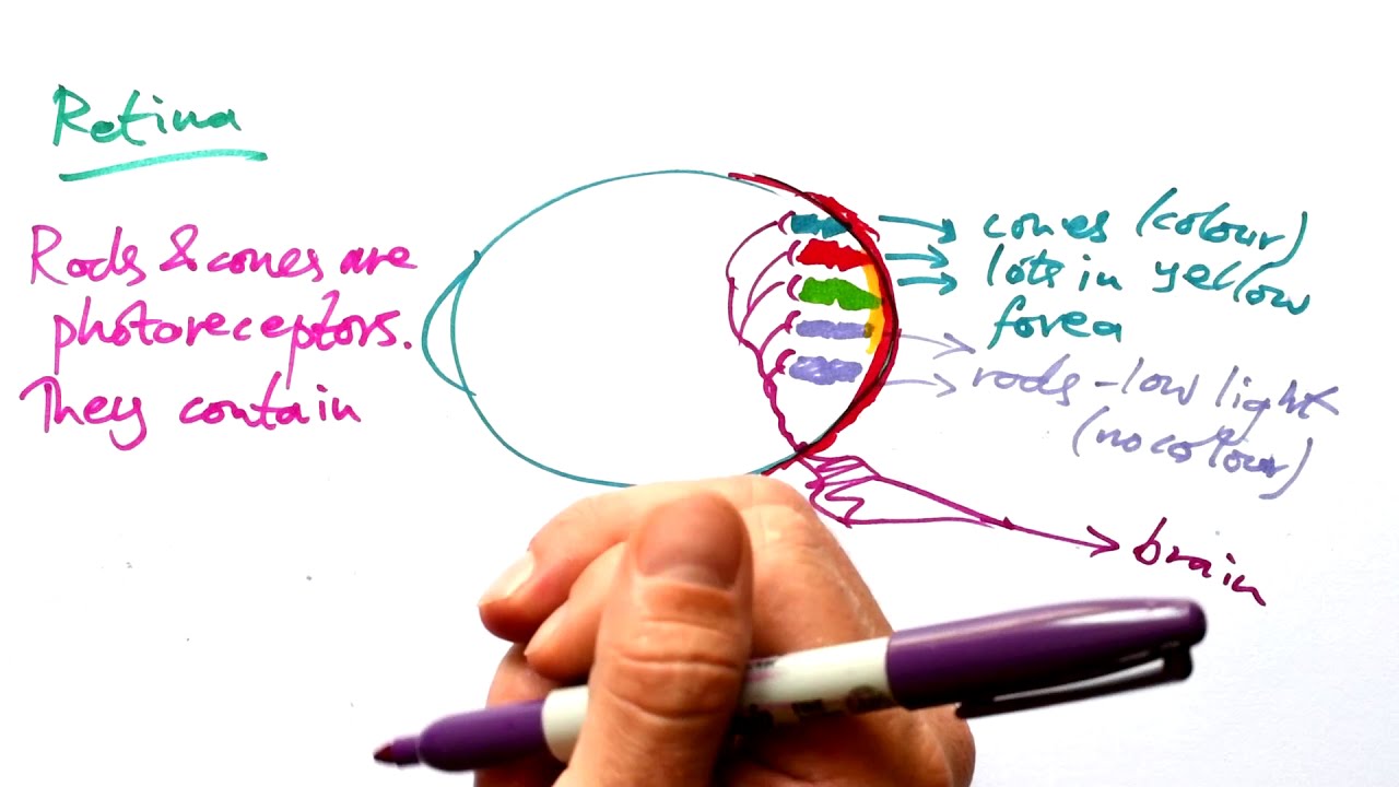 The Eye - GCSE & A-level Physics & Biology (old version) - YouTube