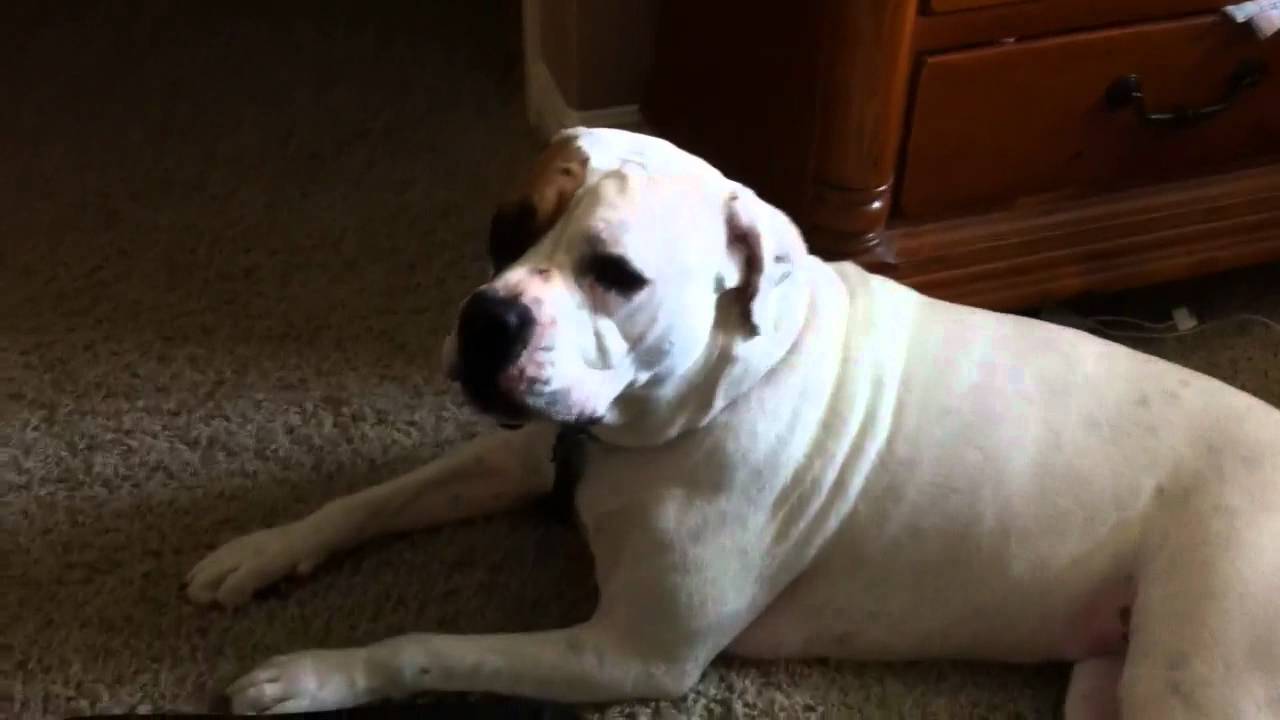 Xena the American bulldog howling - YouTube