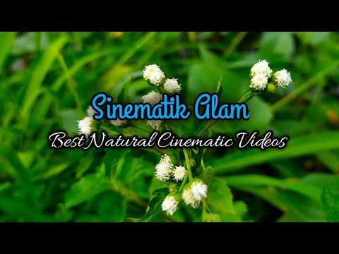 Sinematik Alam Terbaik Suasana || Video Sinematik dengan HP Android (Redmi Note 8)  di Sekitar Kita