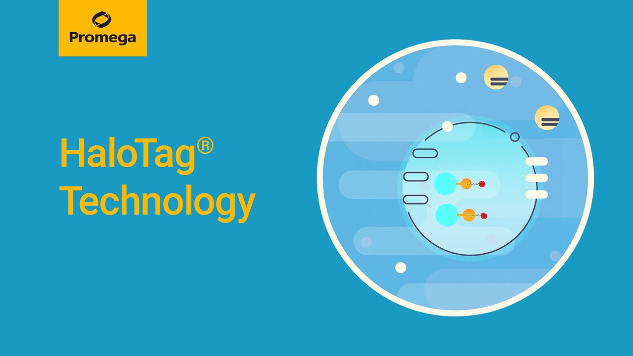 HaloTag® Interchangeable Labelling Technology - YouTube