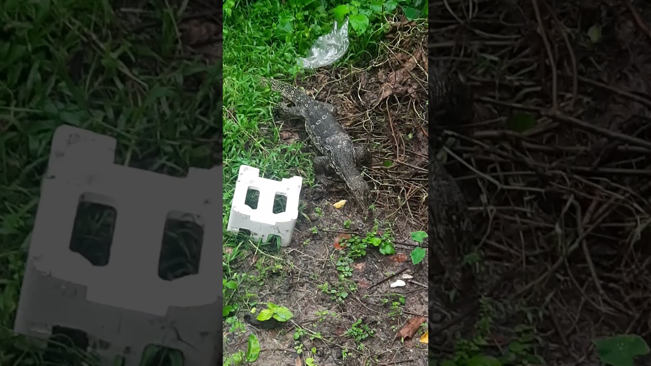 Invasion of Monitor Lizard at a residencial area - YouTube