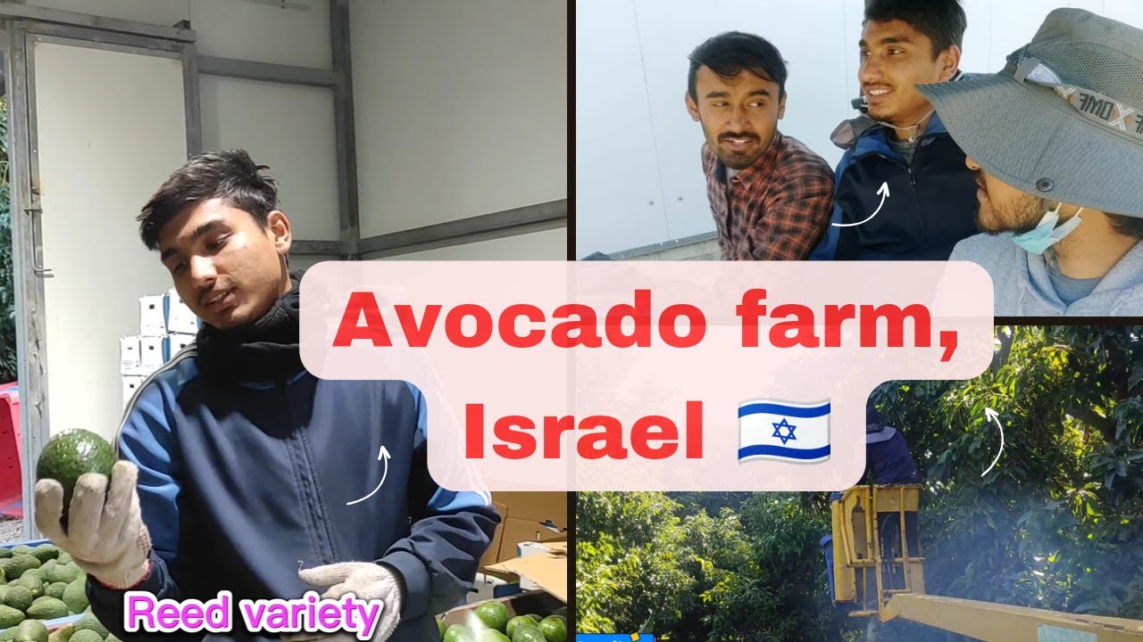 Working in avocado farm, with friends| I run the picking machine 😲 # ...