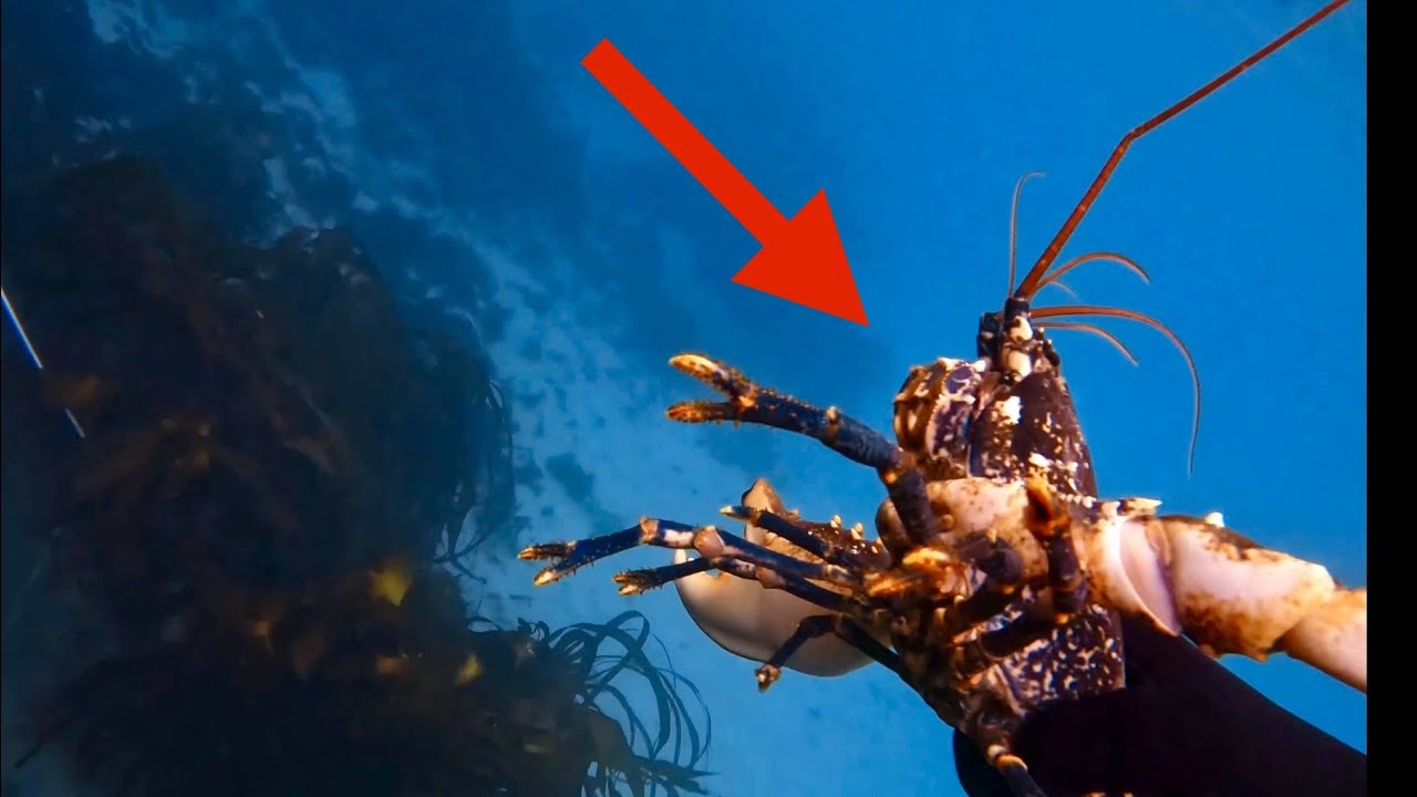 Gros HOMARD en Bretagne !! - YouTube