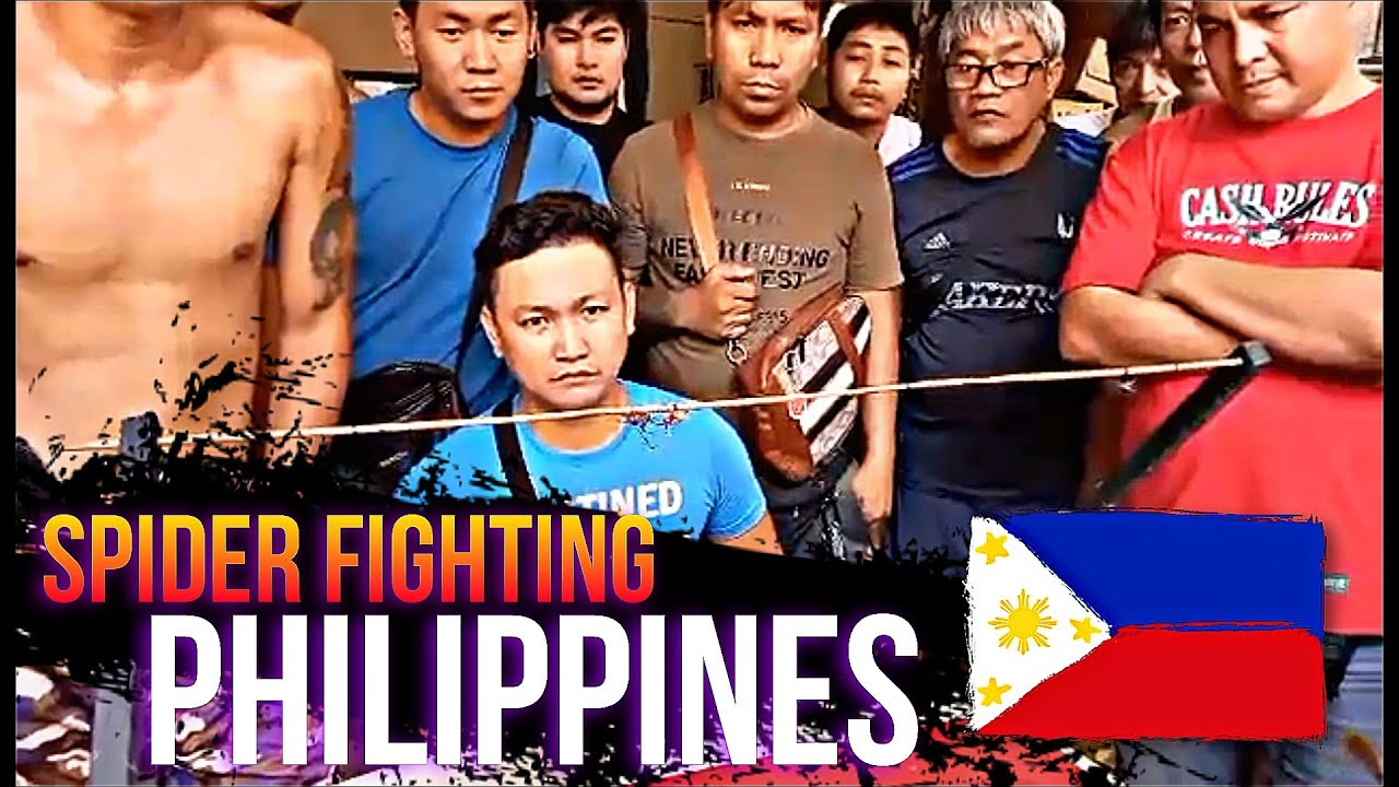 SPIDER FIGHTING PHILIPPINES | LUZON - YouTube