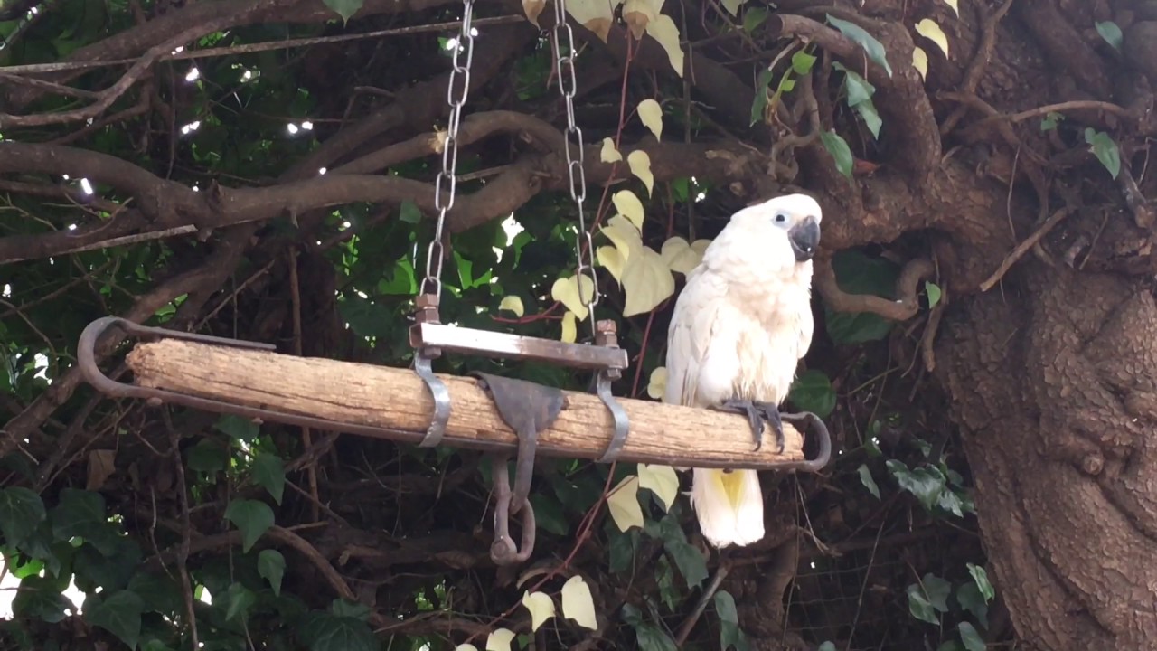 Cockatoo laughing - YouTube