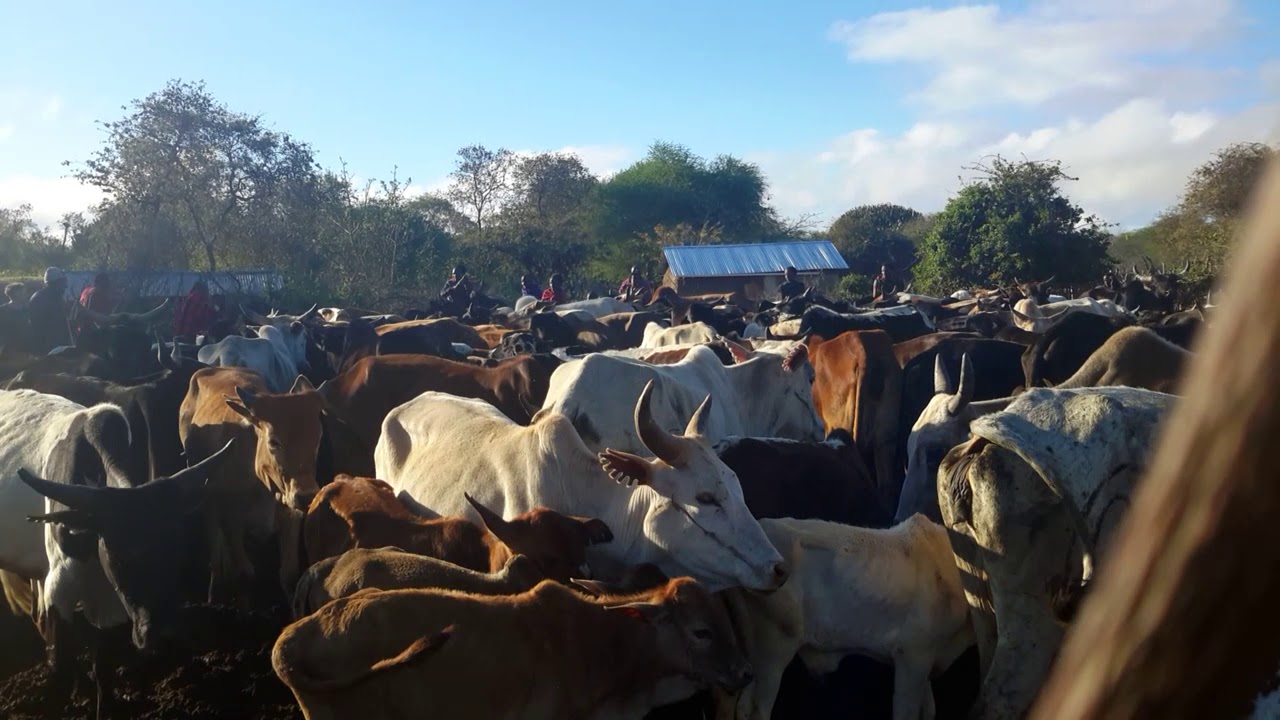 A Maasai cow blessing - YouTube