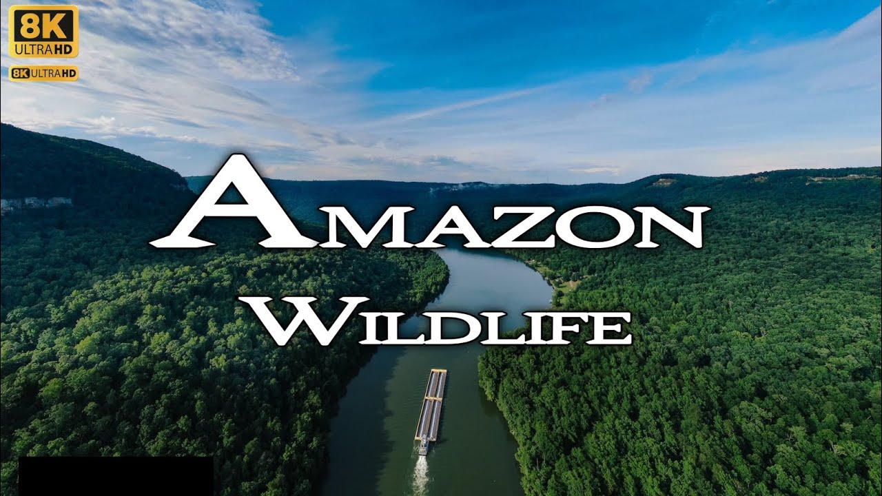 Amazon Wildlife in 4K - Animals That Call The Jungle Home | Amazon ...