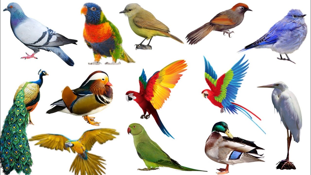 Birds Introducing Video | Birds Sounds | Funny Video | Introduction of ...