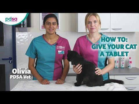 How To Give Your Cat A Tablet: PDSA Petwise Pet Health Hub